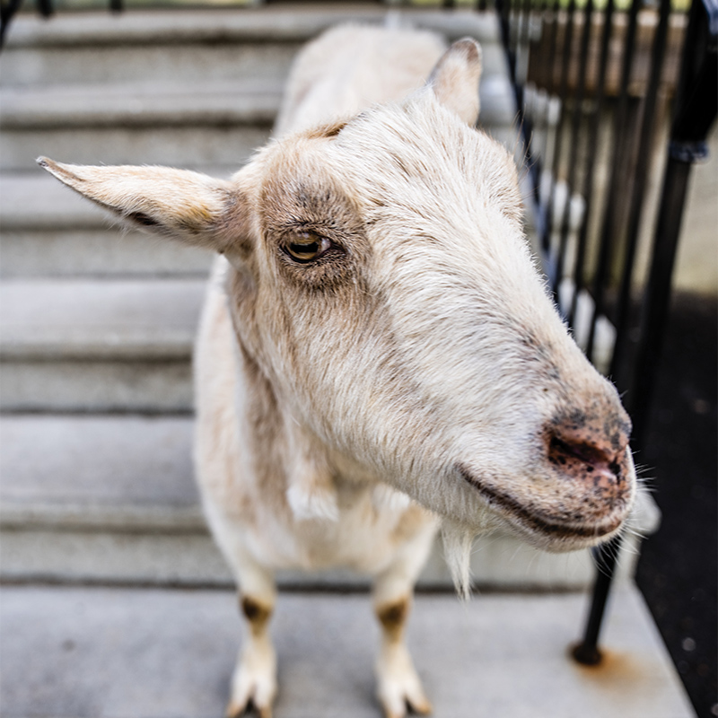 Waddles the Goat | A. Fagundes Plumbing & Heating Inc.